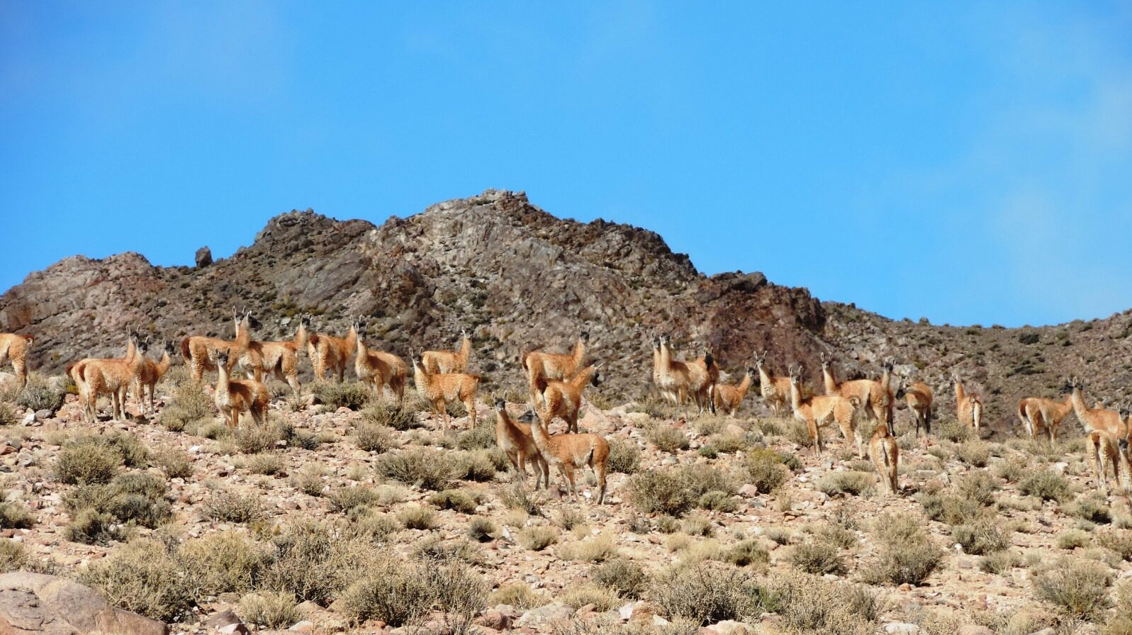 Salud de los guanacos en áreas protegidas